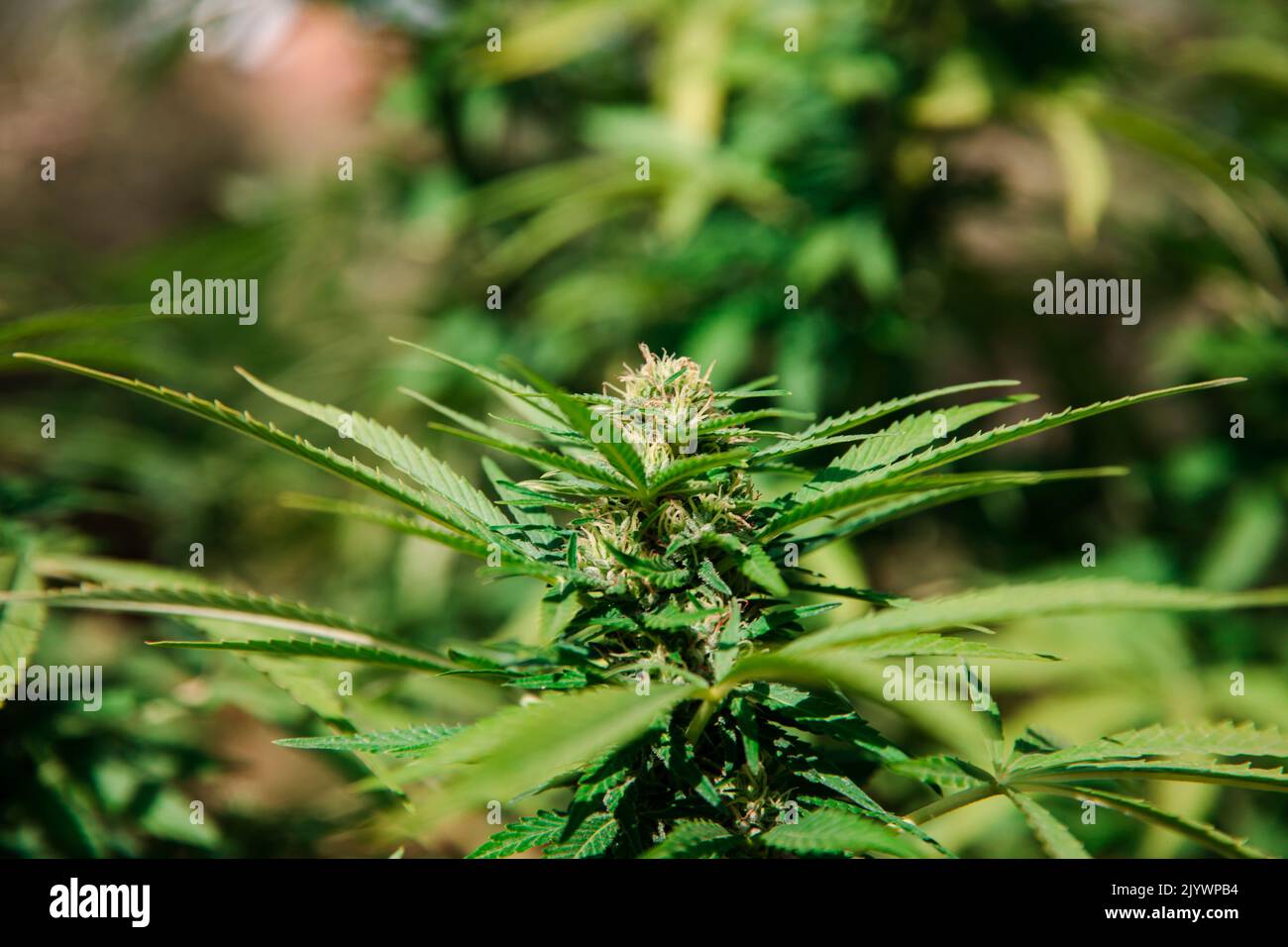 Marijuana growing process hi-res stock photography and images - Alamy