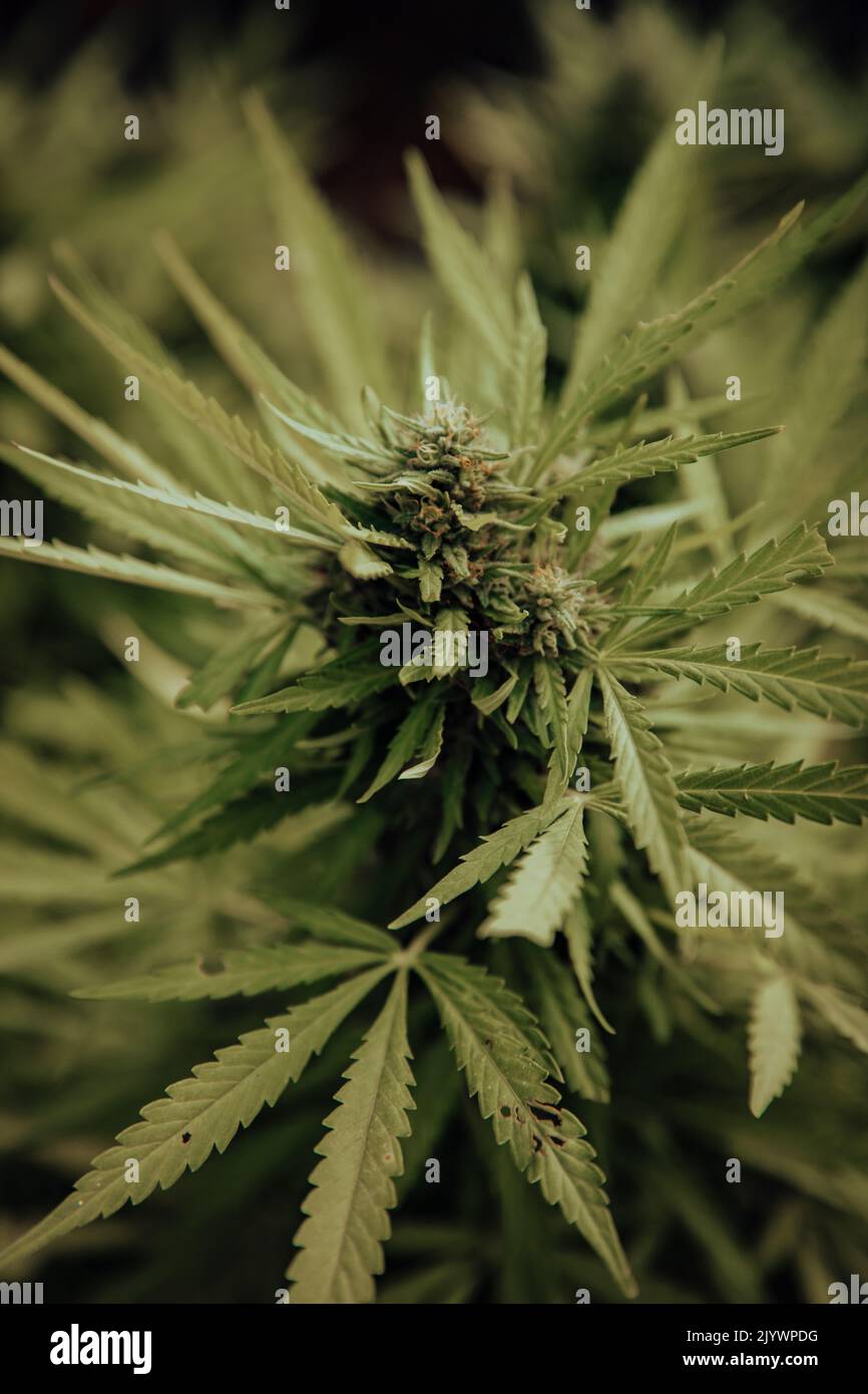 Bud growing on a marijuana plant in the process of flowering outdoors ...