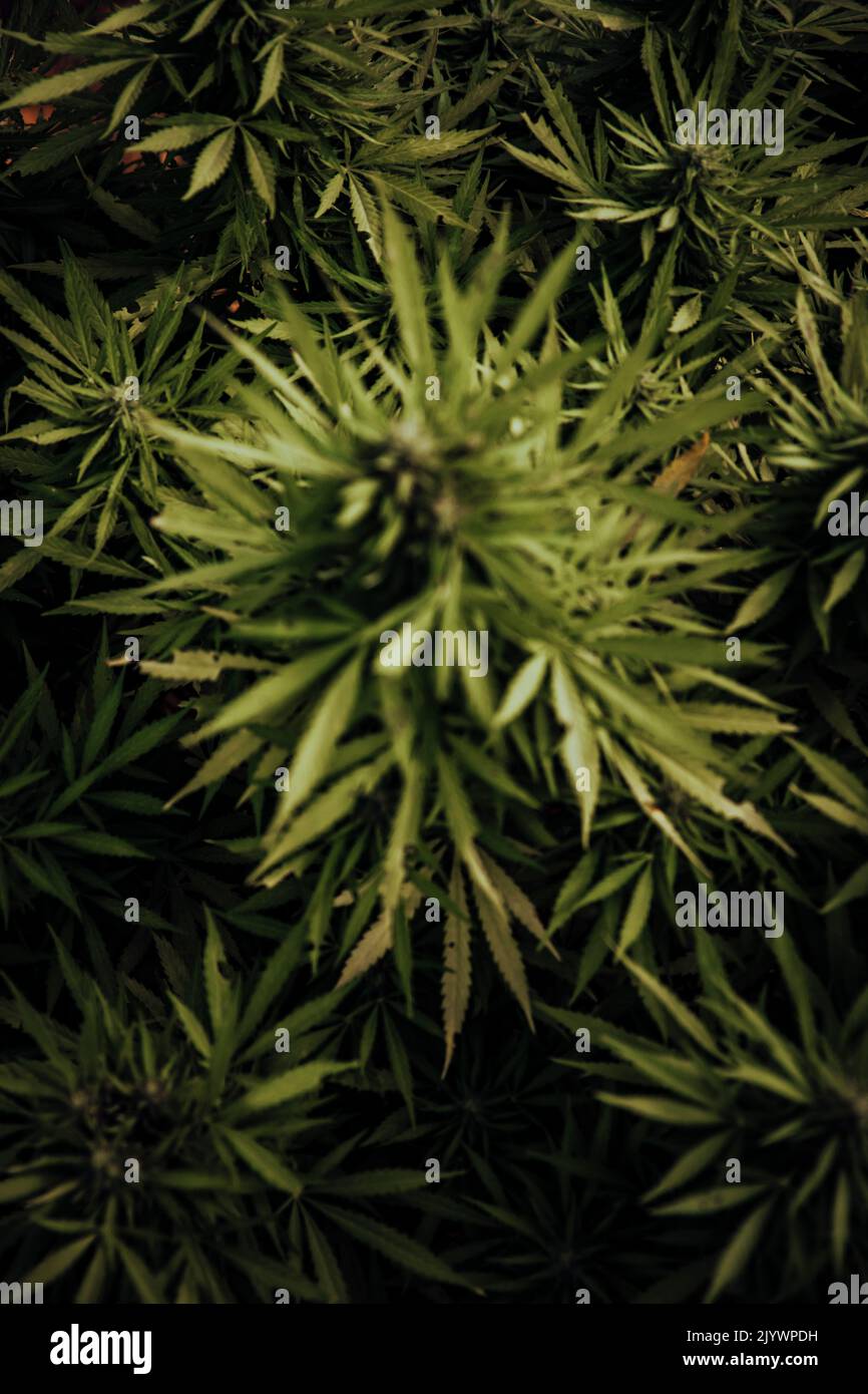 Bud growing on a marijuana plant in the process of flowering outdoors ...