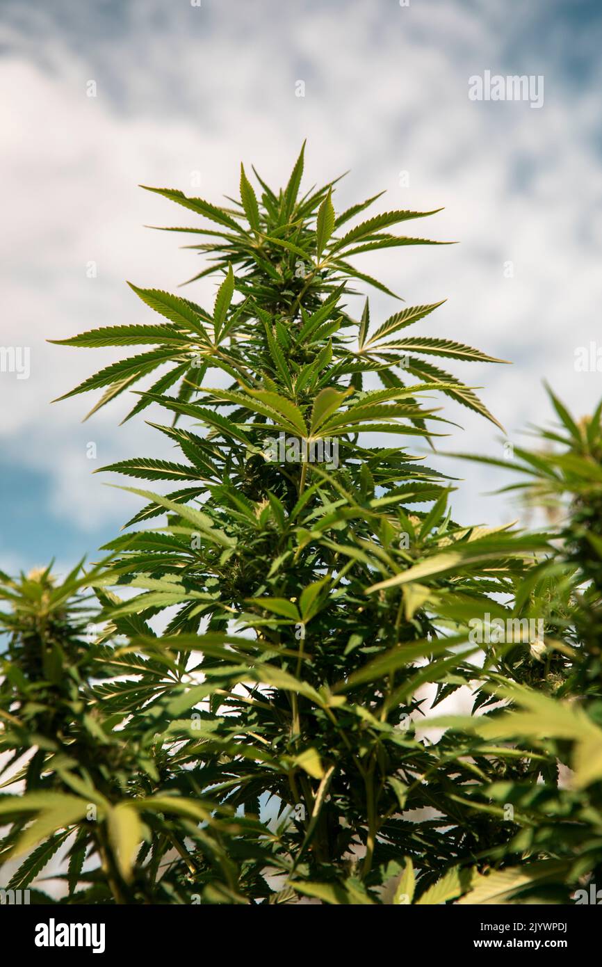 Bud growing on a marijuana plant in the process of flowering outdoors ...