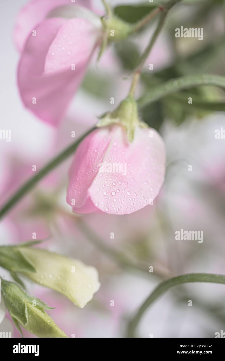 Soft pink pea flower flowers on a white background Stock Photo - Alamy