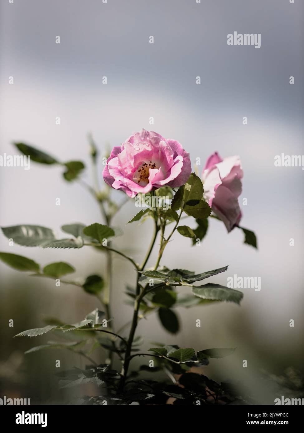 Pink rose dew drops hi-res stock photography and images - Alamy