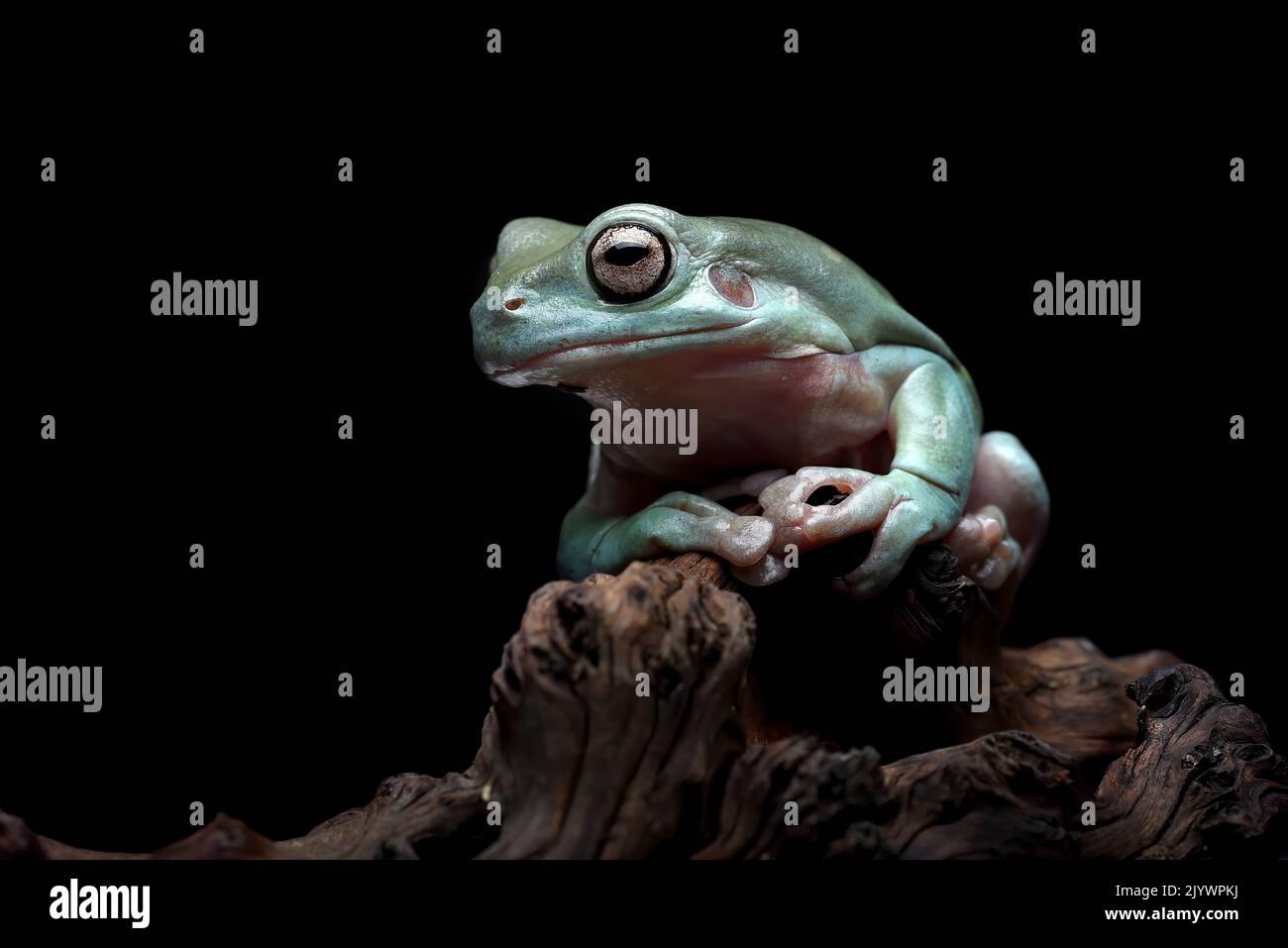 The Australian green tree frog (Ranoidea caerulea) on the tree bark ...