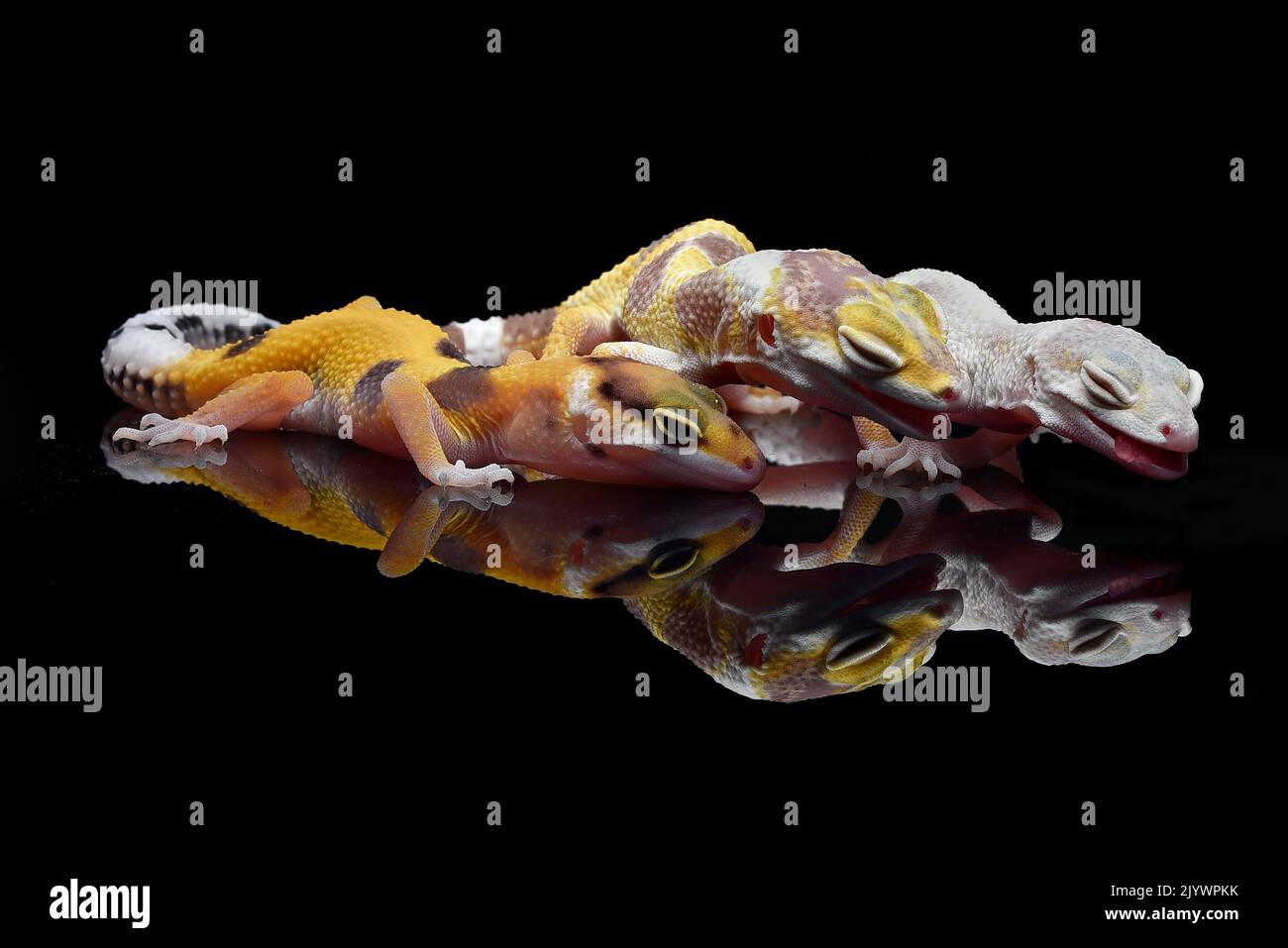 Portrait of a leopard geckos in black background Stock Photo - Alamy