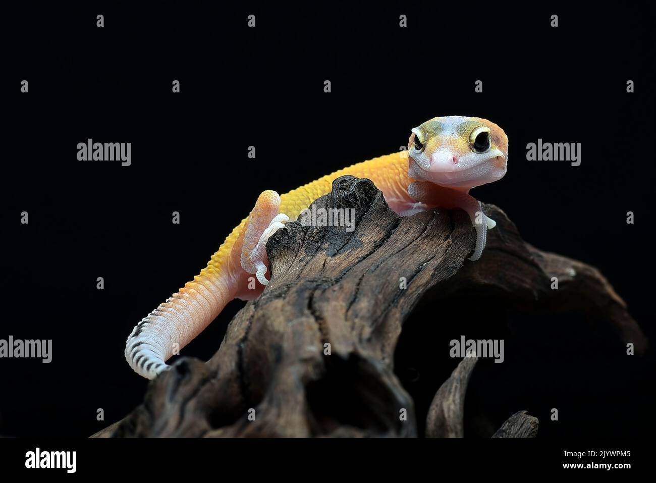 Portrait of a leopard geckos in black background Stock Photo - Alamy
