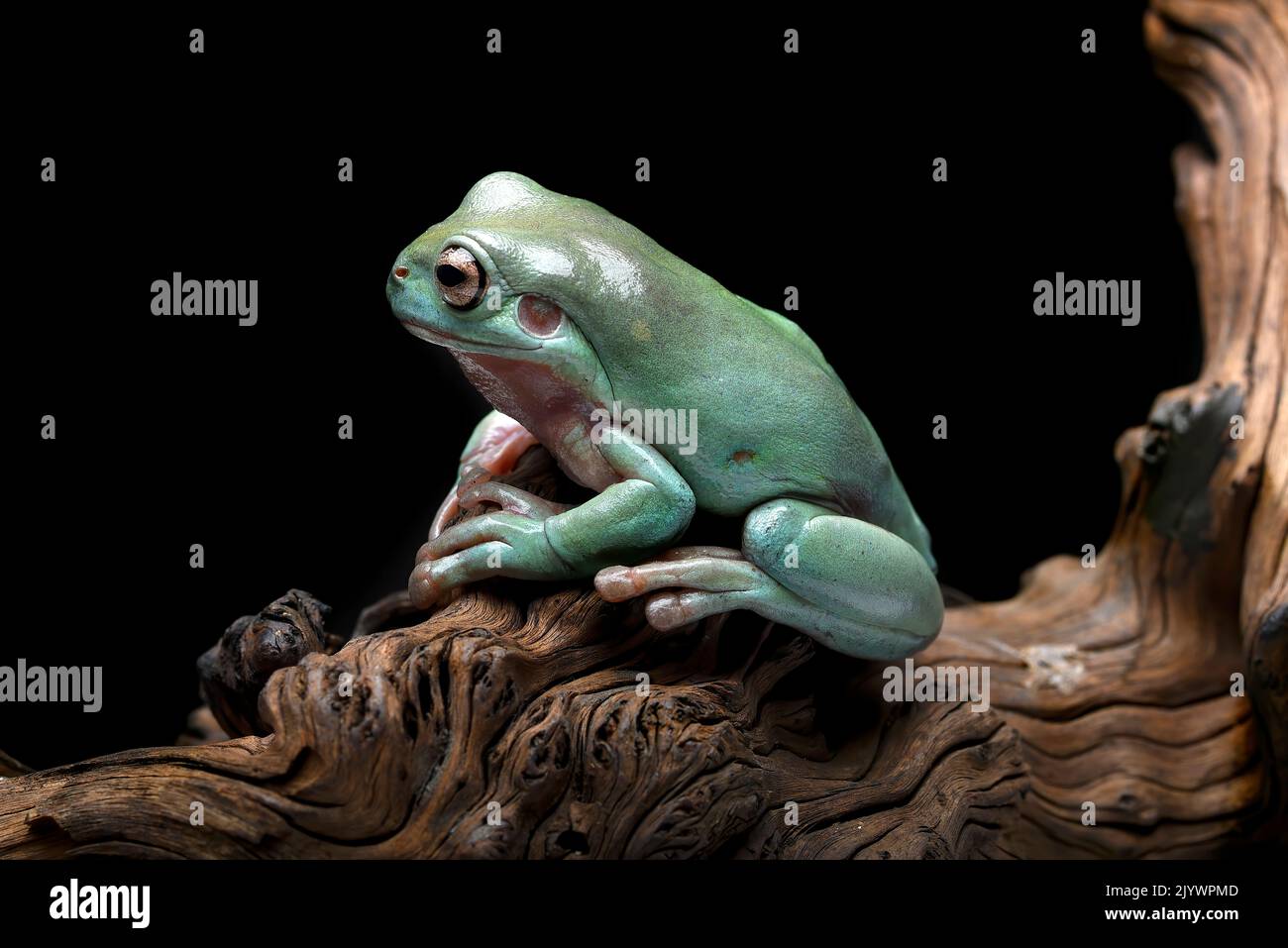 The Australian green tree frog (Ranoidea caerulea) on the tree bark ...