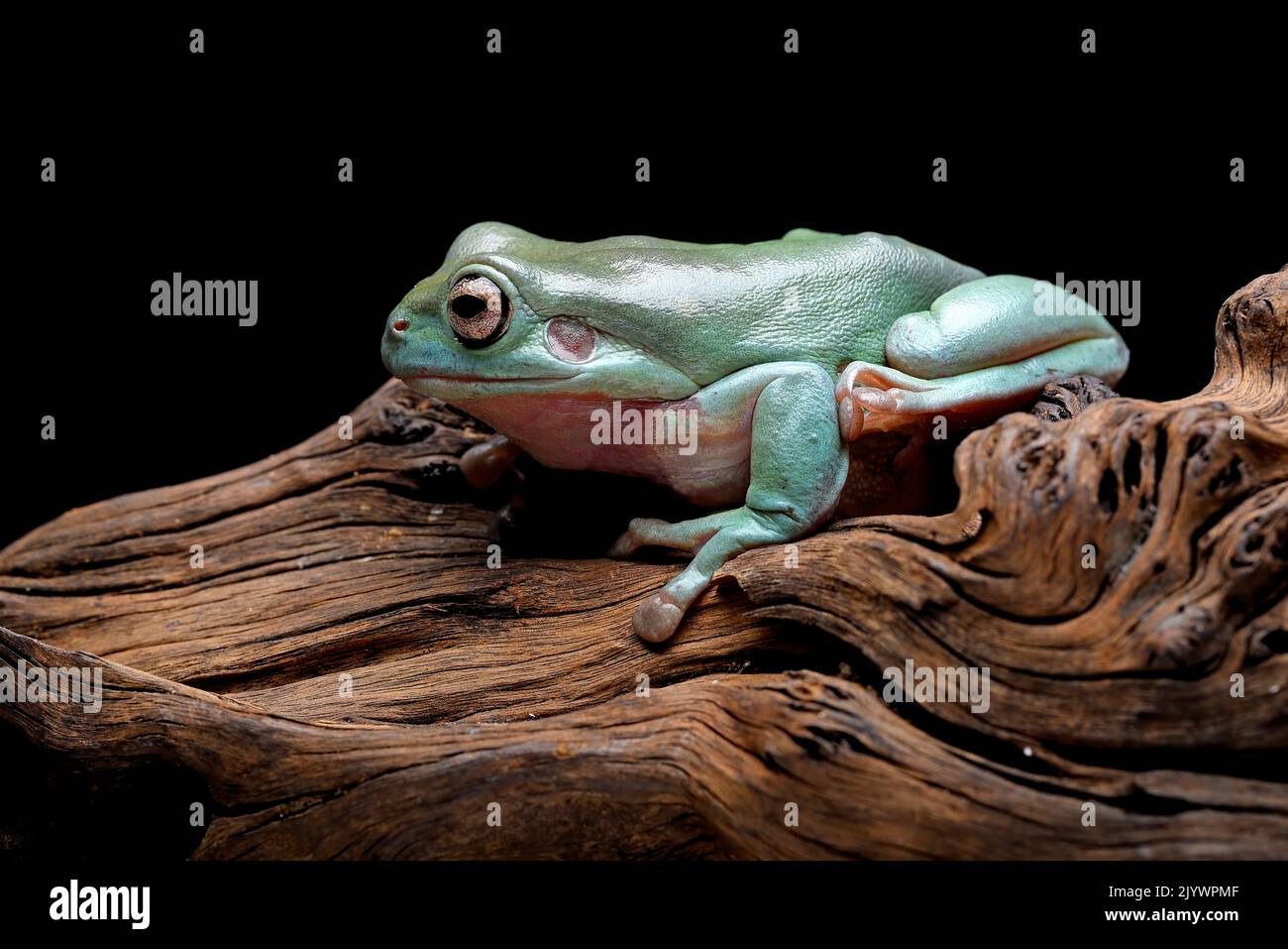 The Australian green tree frog (Ranoidea caerulea) on the tree bark ...