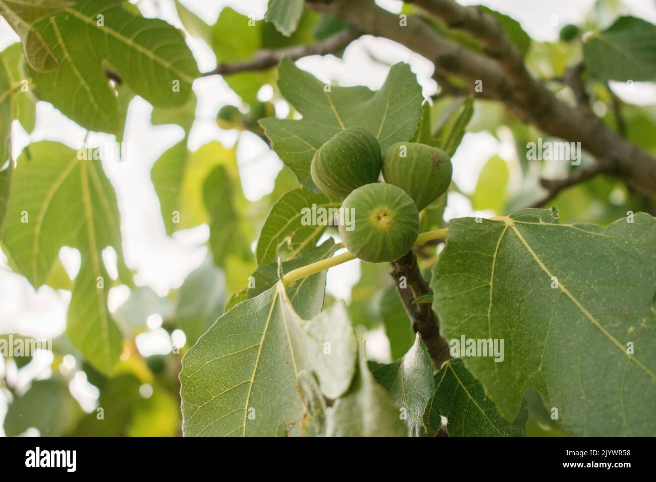 Figs tree hi-res stock photography and images - Alamy