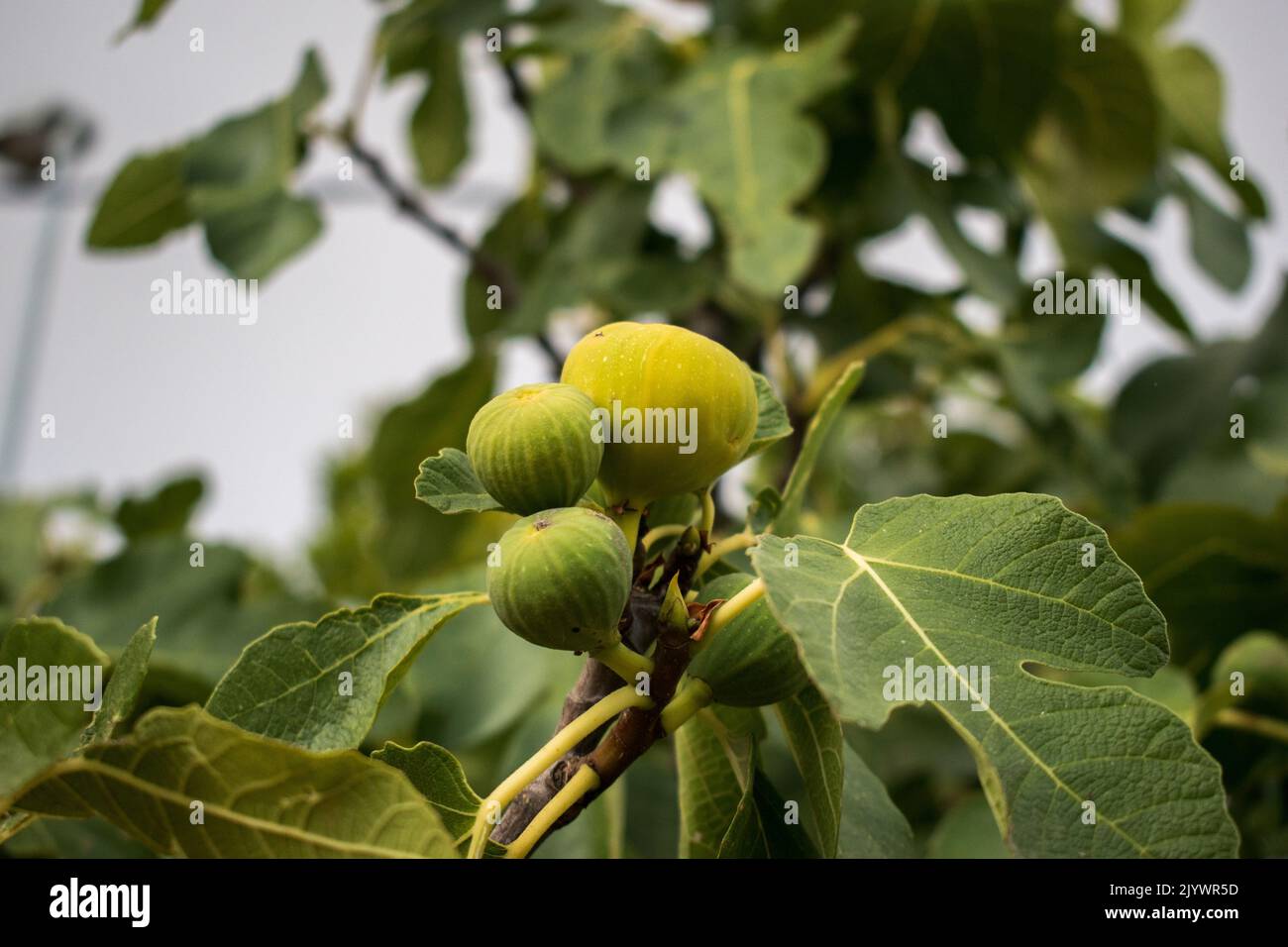 Figs tree hi-res stock photography and images - Alamy
