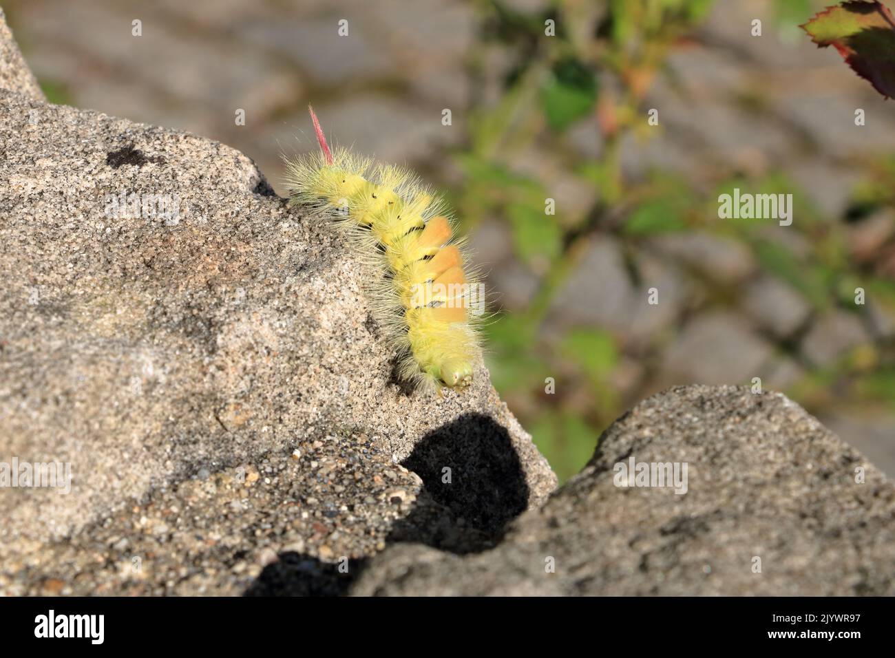 Macro of big yellow hairy caterpillar with red tail (Calliteara ...