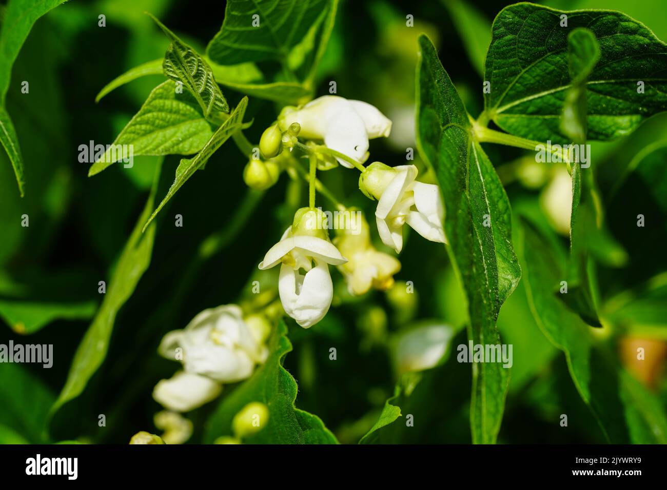Garden beans Phaseolus vulgaris in the old land next to hamburg Stock ...