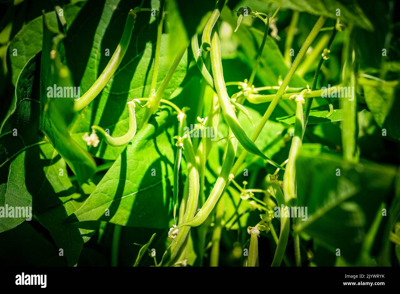 Garden beans Phaseolus vulgaris in the old land next to hamburg Stock ...