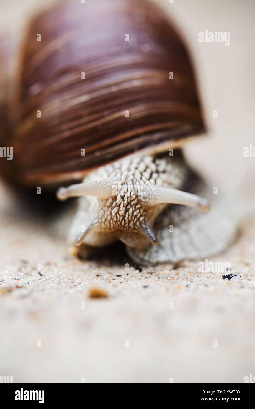 Wine snail close-up on a light background Stock Photo - Alamy