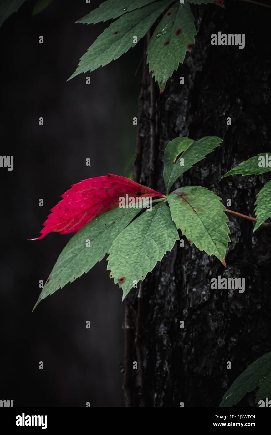textured tree bark and red leaves of Virginia Creeper Stock Photo - Alamy