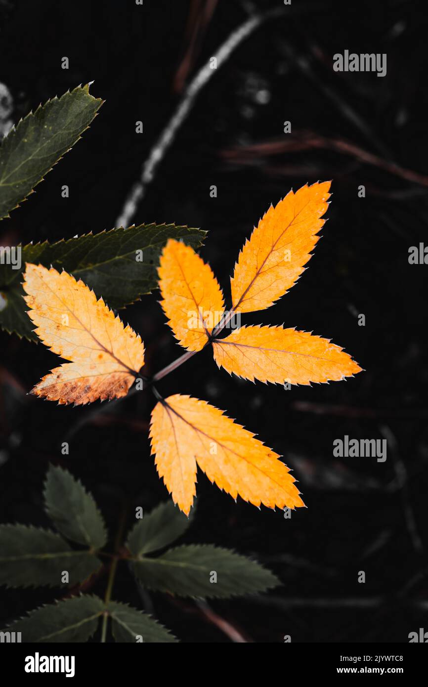 Yellow blade hi-res stock photography and images - Alamy