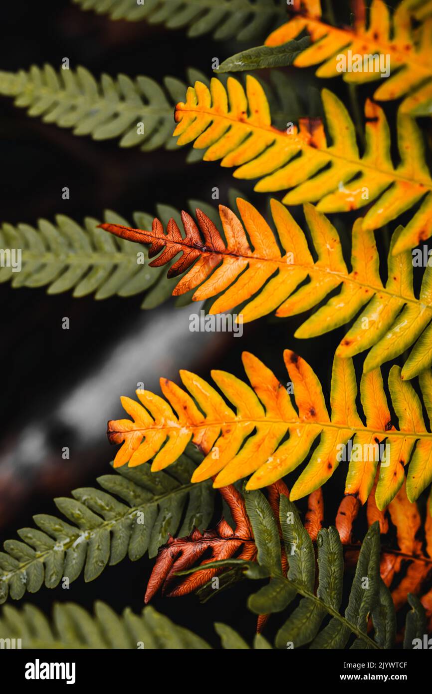 Yellow fern leaf after rain Stock Photo - Alamy