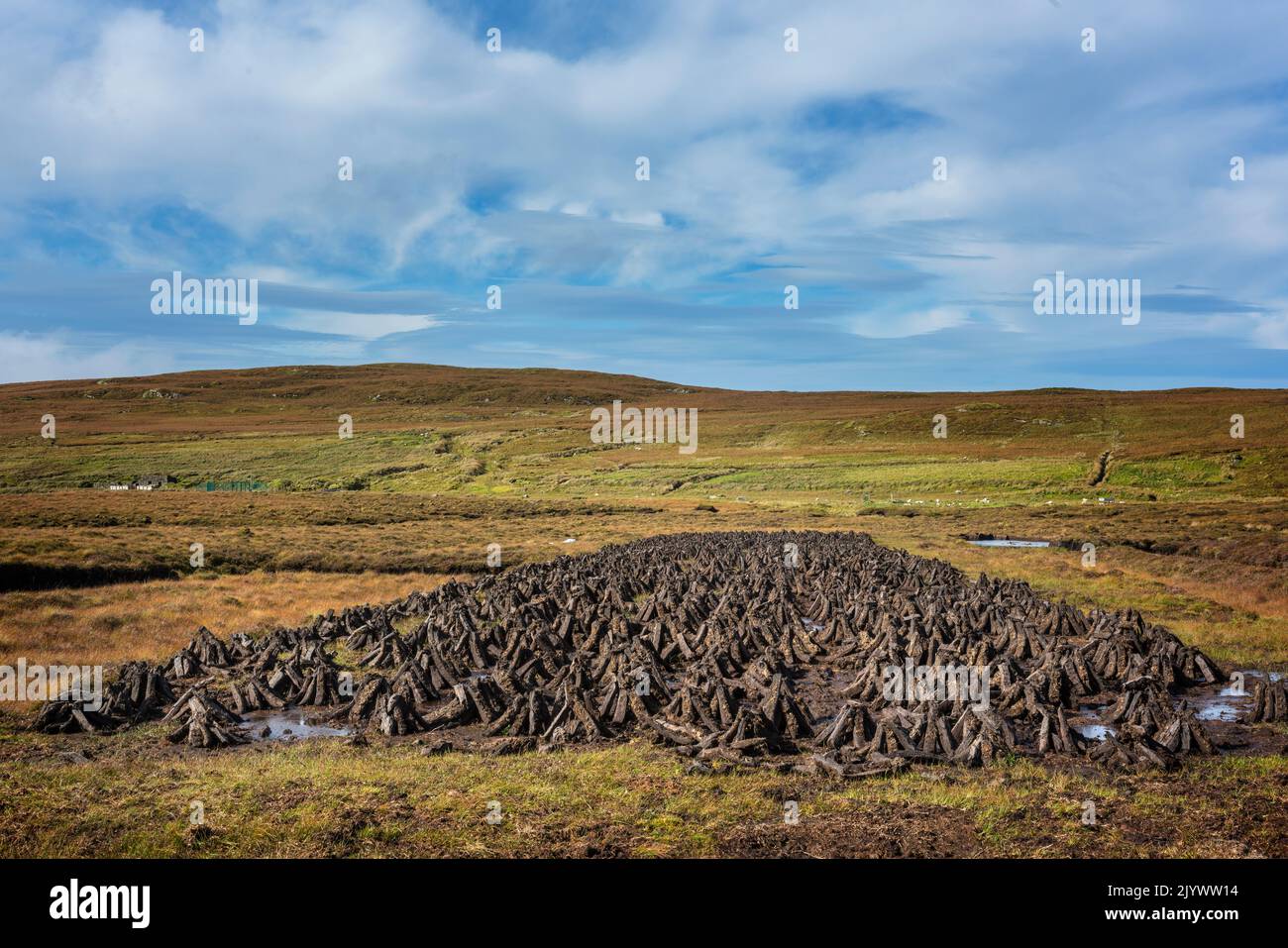 Machine-cut turf is footed and drying in a row Stock Photo - Alamy