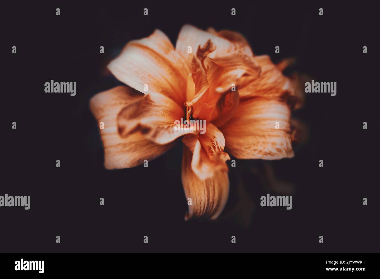 Beautiful flower gloom in dark hi-res stock photography and images - Alamy