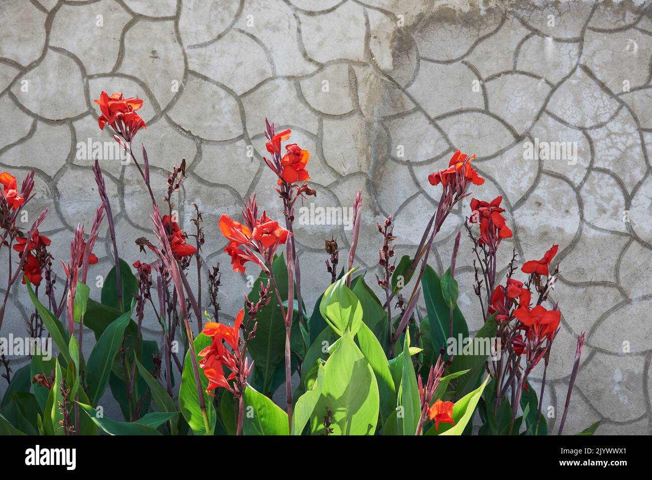 Bright red canna flowers on the background of a white stone wall ...