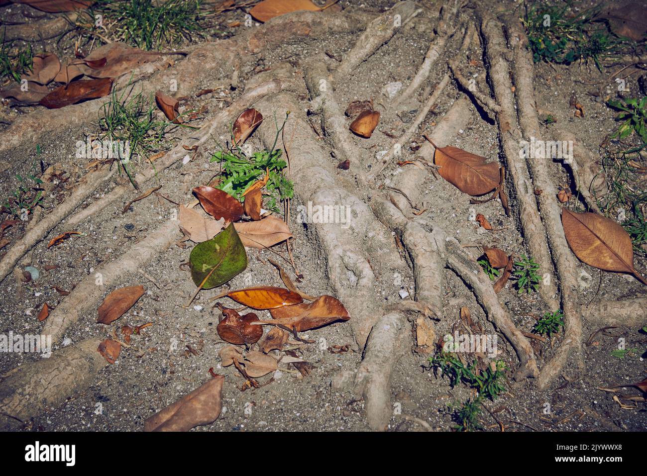 Fallen magnolia leaves on dry ground among the roots of a tree Stock ...