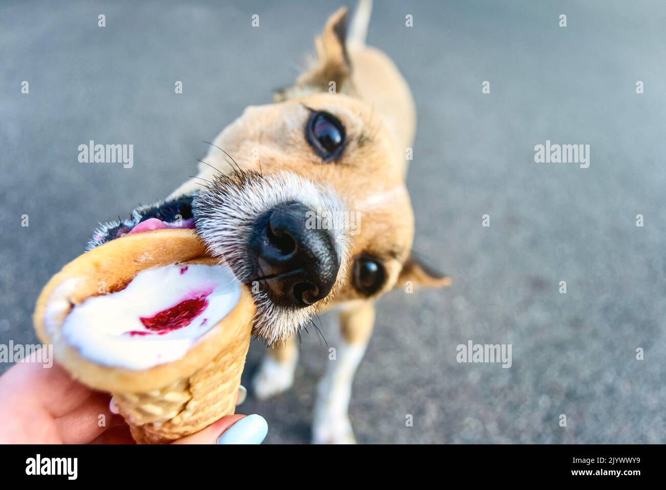 Can Dogs Eat Ice Cream Uk