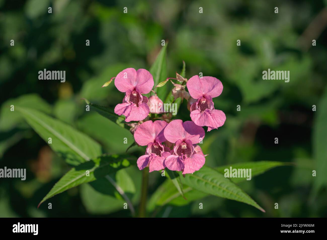 Blossoms of Himalayan balsam (Impatiens glandulifera Stock Photo - Alamy