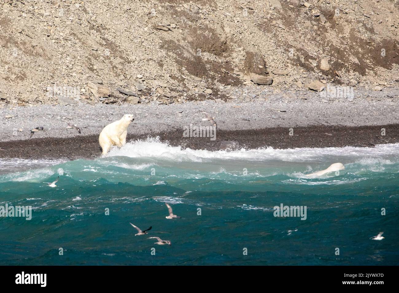 Polar bear hunting beluga whales on coastline of Radstock Bay on Devon ...