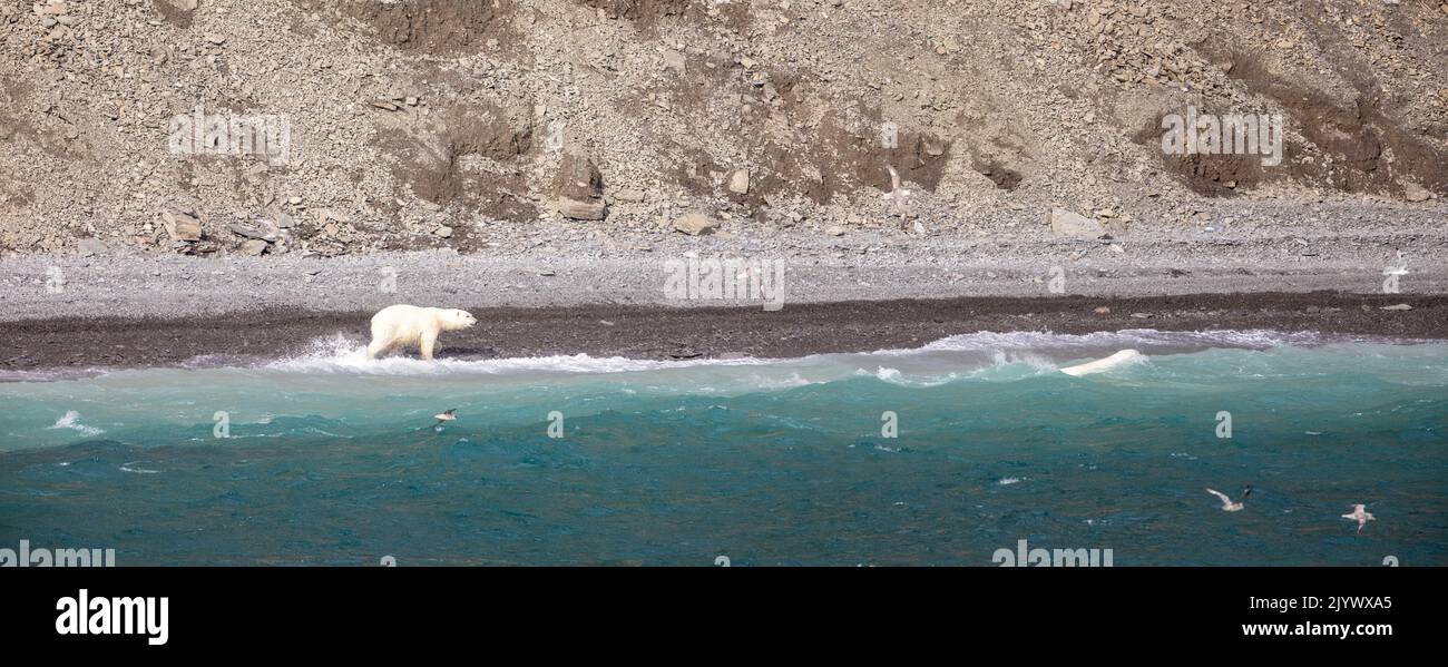 Polar bear hunting beluga whale on coastline of Radstock Bay on Devon ...
