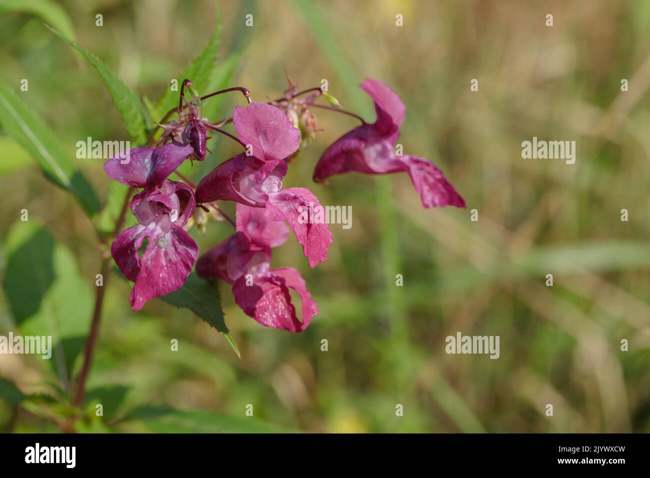 Blossoms of Himalayan balsam (Impatiens glandulifera Stock Photo - Alamy