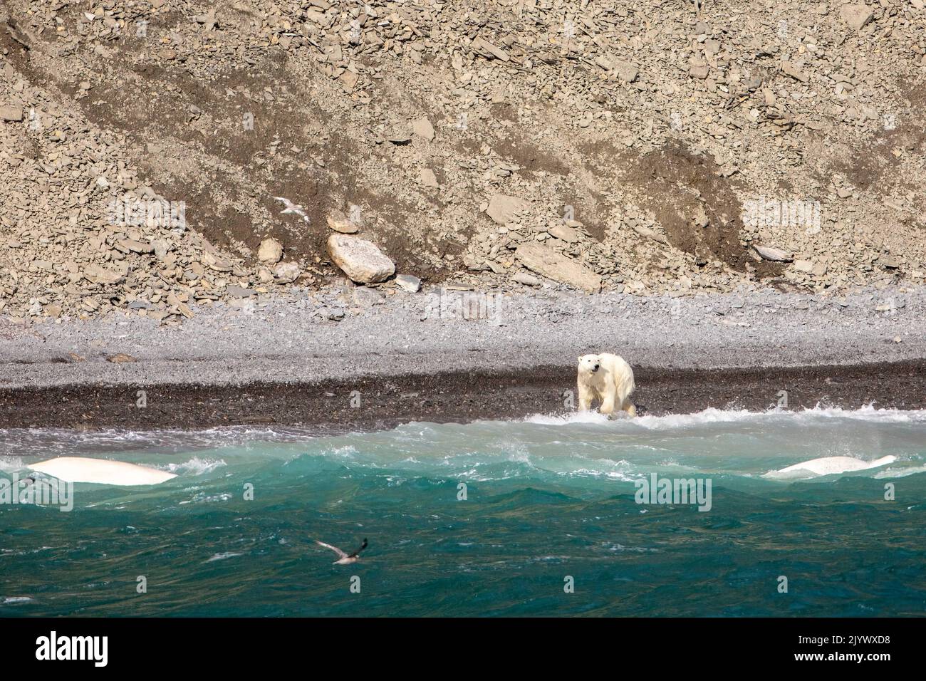 Polar bear hunting pod of beluga whales on coastline of Radstock Bay on ...