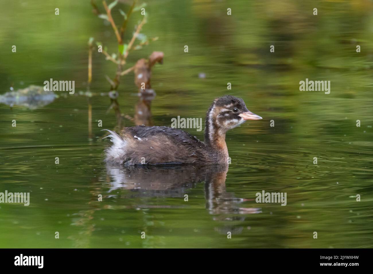 A young LIttle Grebe Stock Photo - Alamy