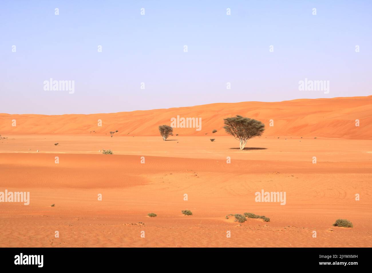 Sand dunes and desert plants the Wahiba Sands, the beautiful desert in ...