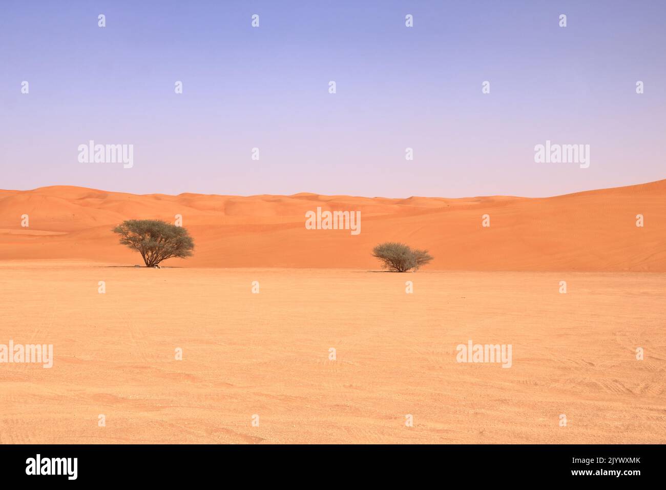 Sand dunes and desert plants the Wahiba Sands, the beautiful desert in ...