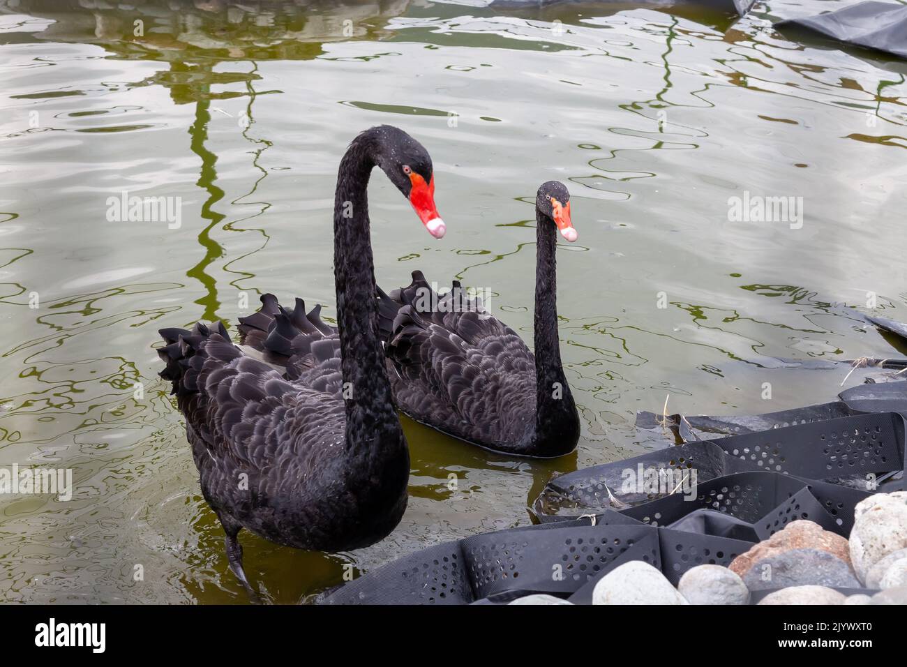 Two black swans float in the lake. Love couple of black swans. Black ...