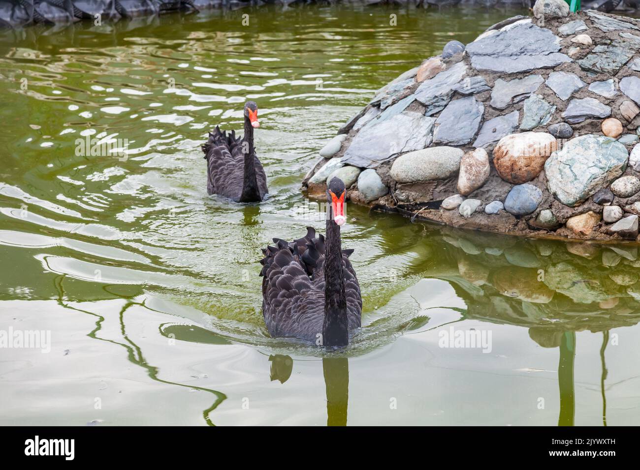 Two black swans float in the lake. Love couple of black swans. Black ...