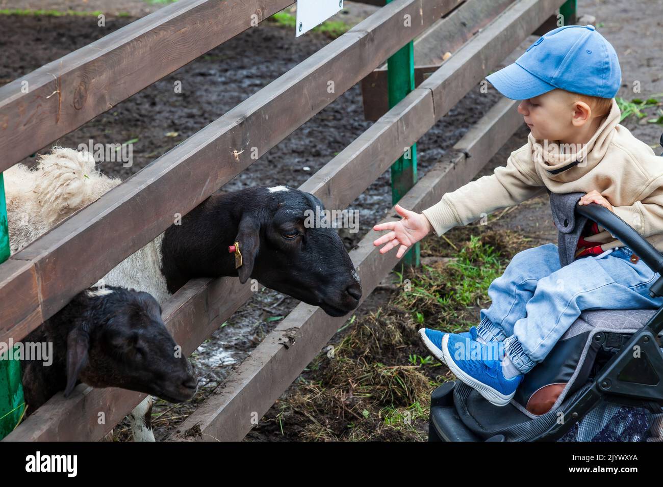 Little boy playing with goats and sheep at farm. Child familiarizing ...