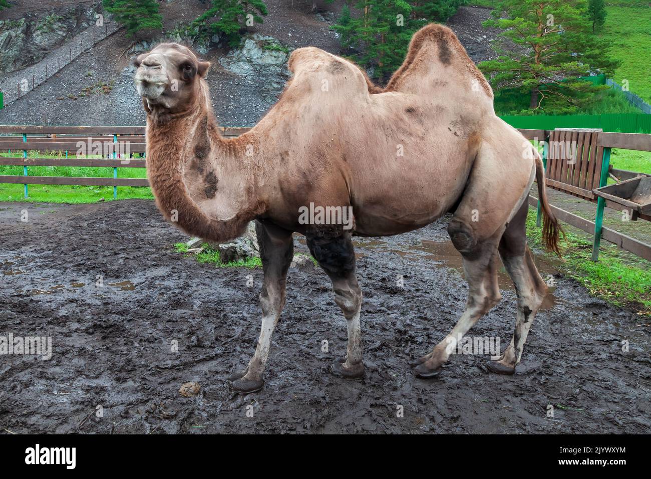 A large camel with two humps grazes on a farm Stock Photo - Alamy