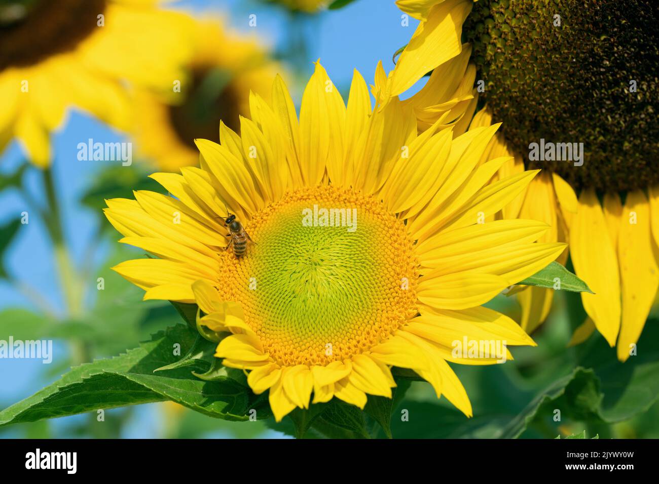 Sunflower blossom and bee in the pollination Stock Photo - Alamy
