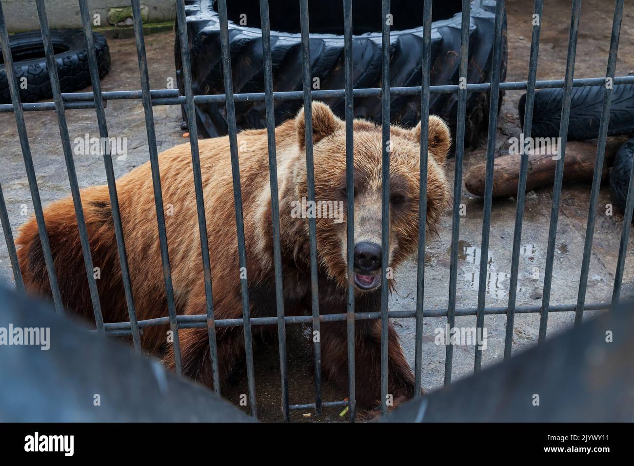 Grille bars enclosure hi-res stock photography and images - Alamy