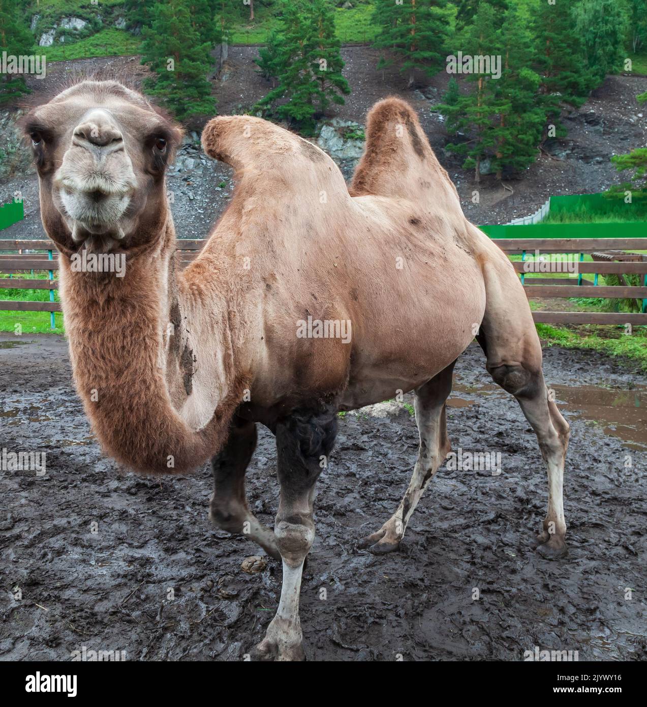 A large camel with two humps grazes on a farm Stock Photo - Alamy