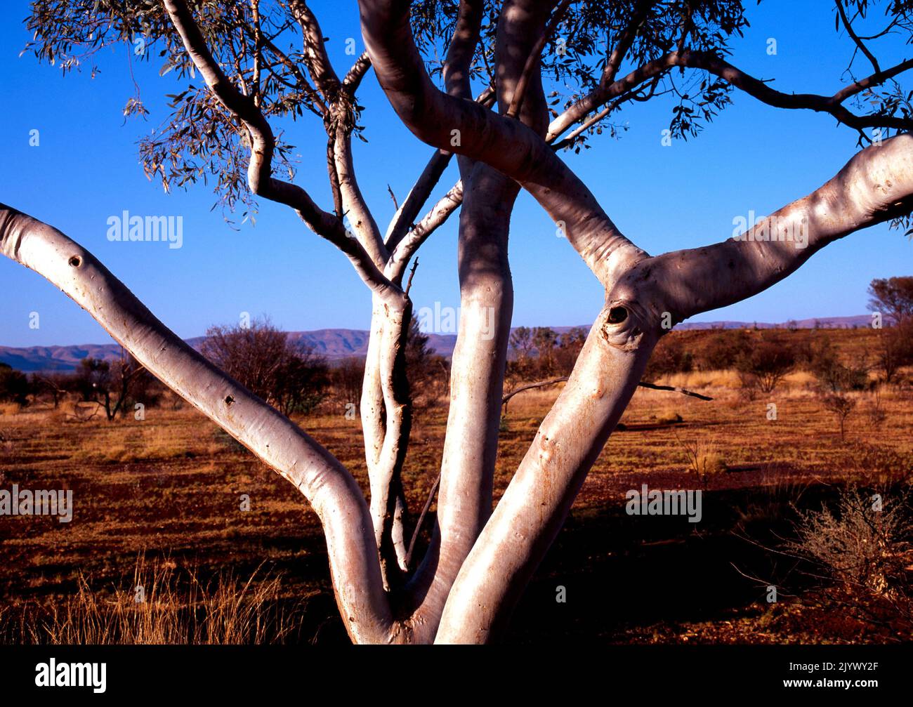 Ghost gum trees hi-res stock photography and images - Alamy