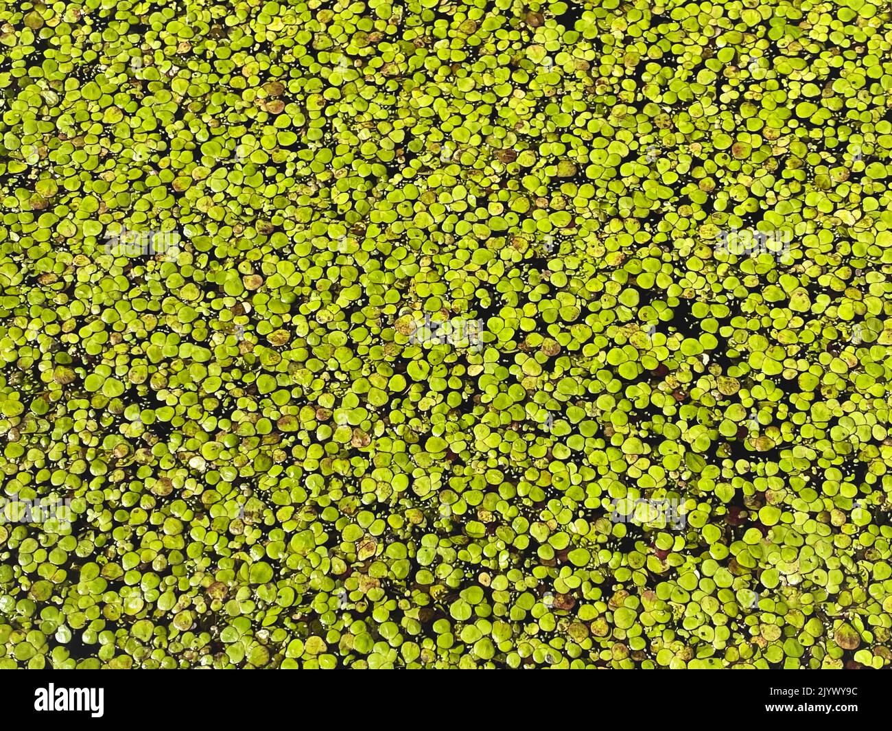 Background with abstract pattern made of aquatic plant Lemna. Green ...