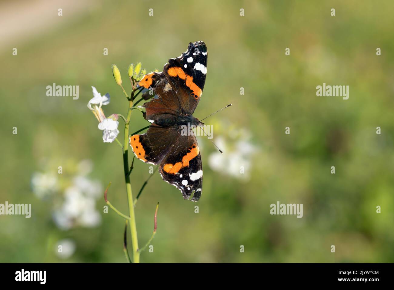 Old red admiral butterfly (Vanessa atalanta) with ragged wings Stock ...