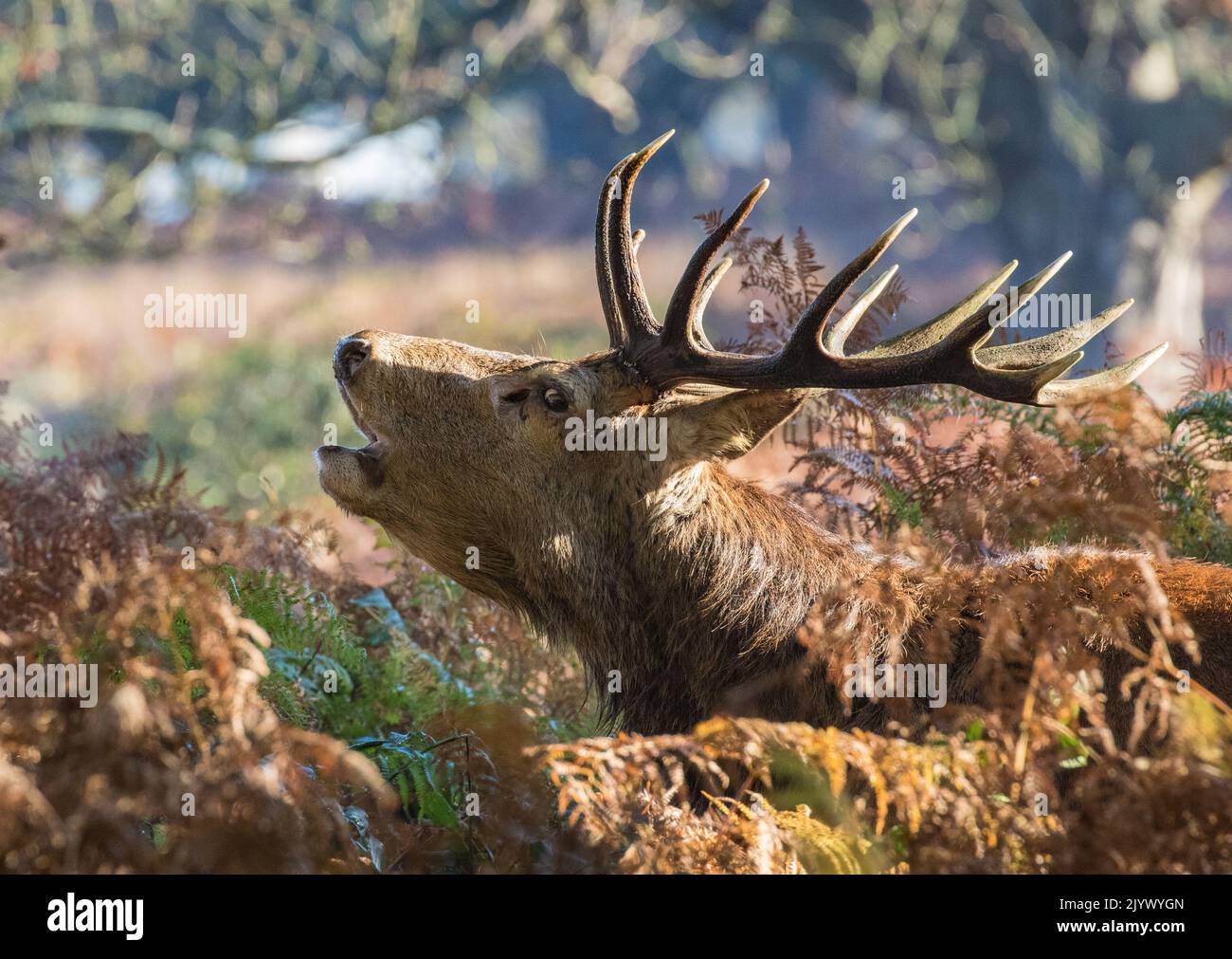A majestic Red Deer Stag (Cervus elaphus) a 12 pointer with enormous ...
