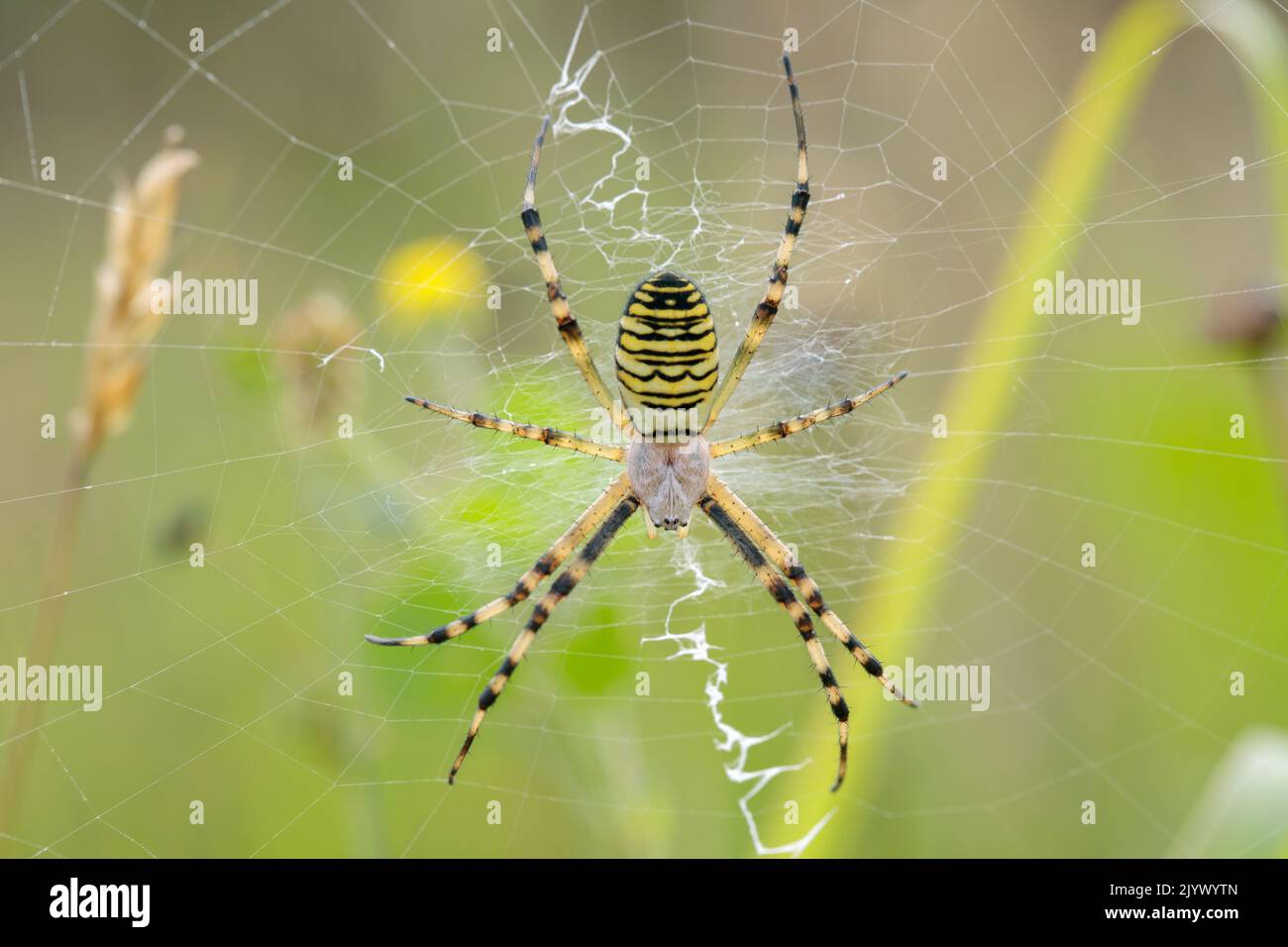 Female wasp spider (Agriope bruennichi Stock Photo - Alamy