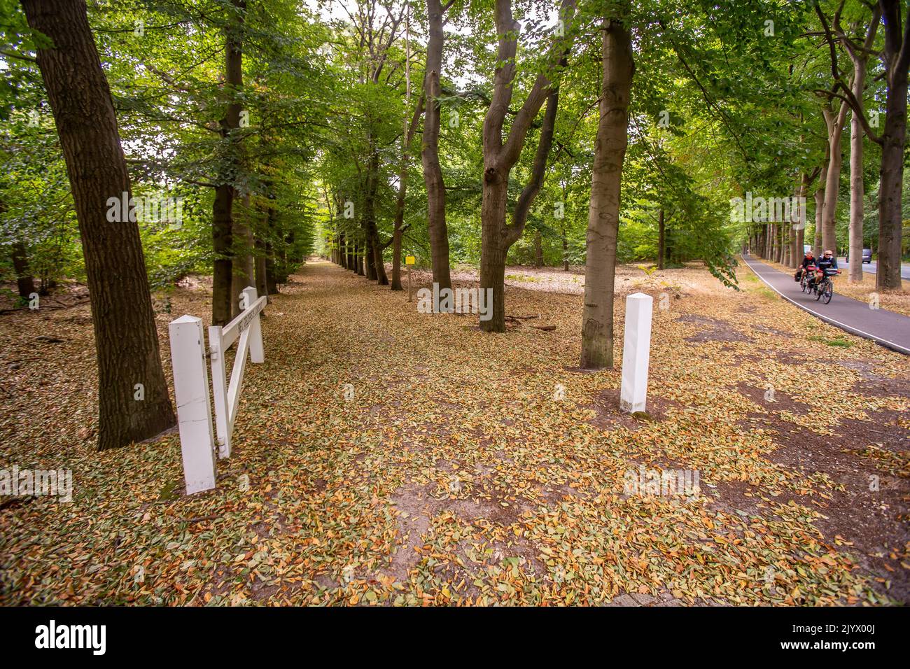 National park de hooge veluwe Stock Photo - Alamy