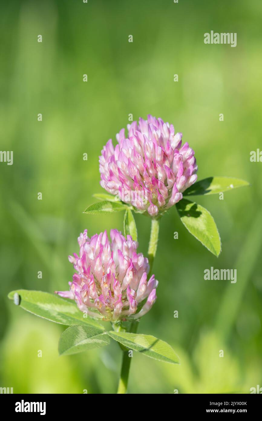 Genus trifolium hi-res stock photography and images - Alamy