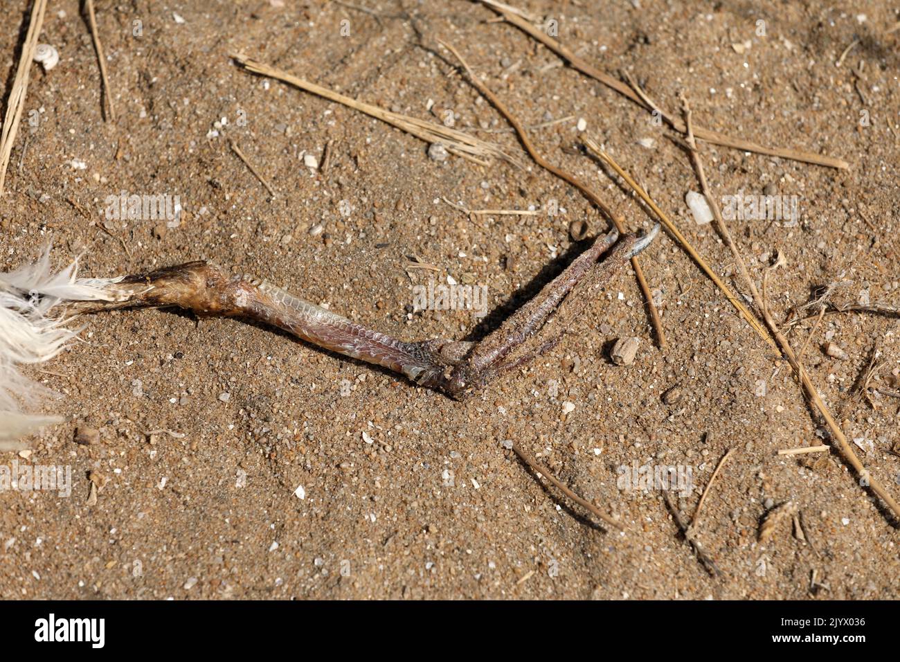 Dead bird on the ground Stock Photo - Alamy