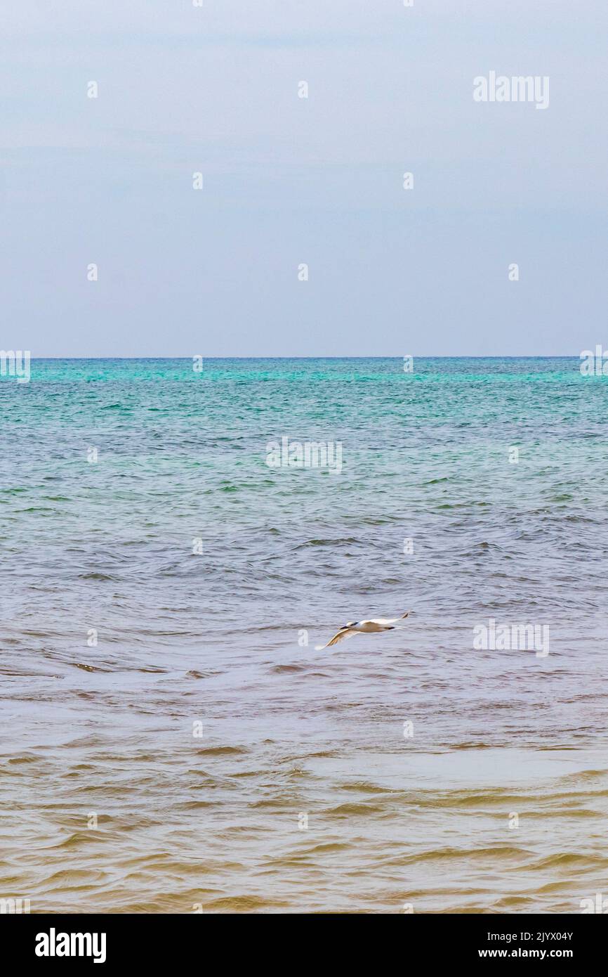Flying seagull bird is catching food out of the water with blue sky ...