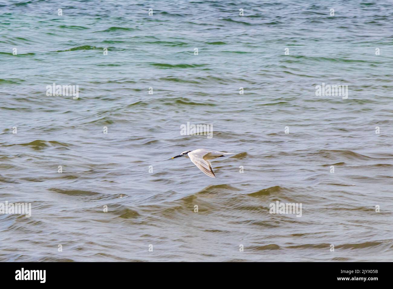 Flying seagull bird is catching food out of the water with blue sky ...